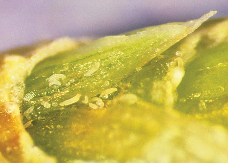 Carruthers Lawn Disease and Insect Control Services